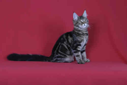 Notable Maine Coon Cats of Woodpile MCS in Washington